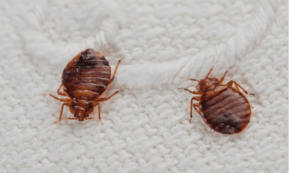 Cara Ampuh Atasi Kutu Busuk yang Ada di Rumah