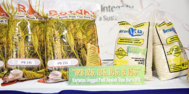 Peneliti IPB University Kembali Hasilkan Varietas Unggul Padi Sawah ...